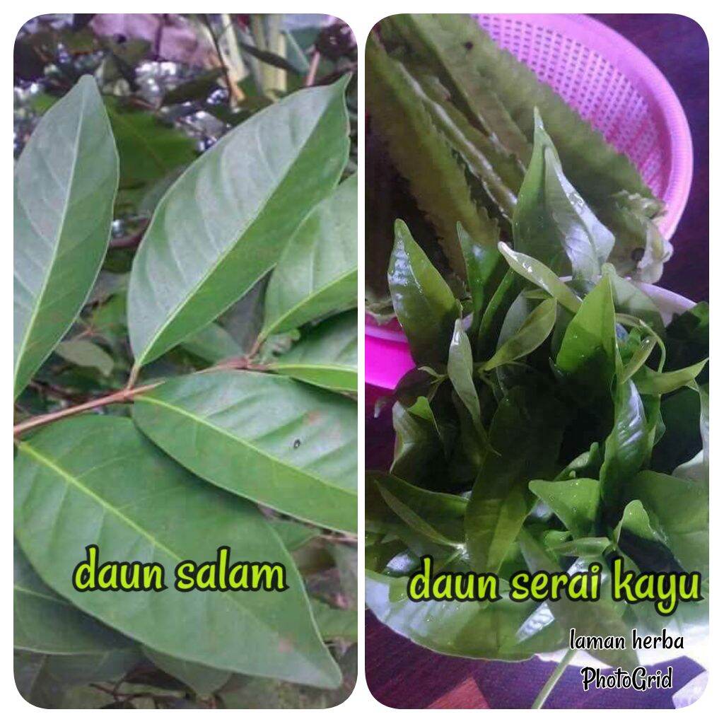 anak Pokok Serai kayu / Salam / ulam | Lazada