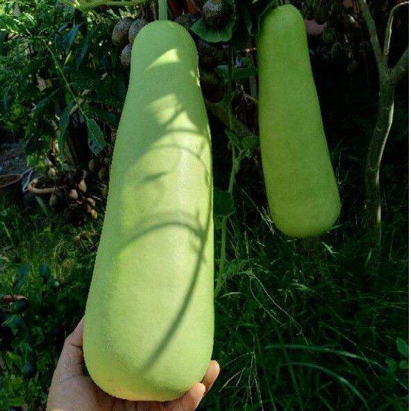Biji Benih Labu Air Panjang /Bottle Gourd Labu Air Hijau Muda | Lazada
