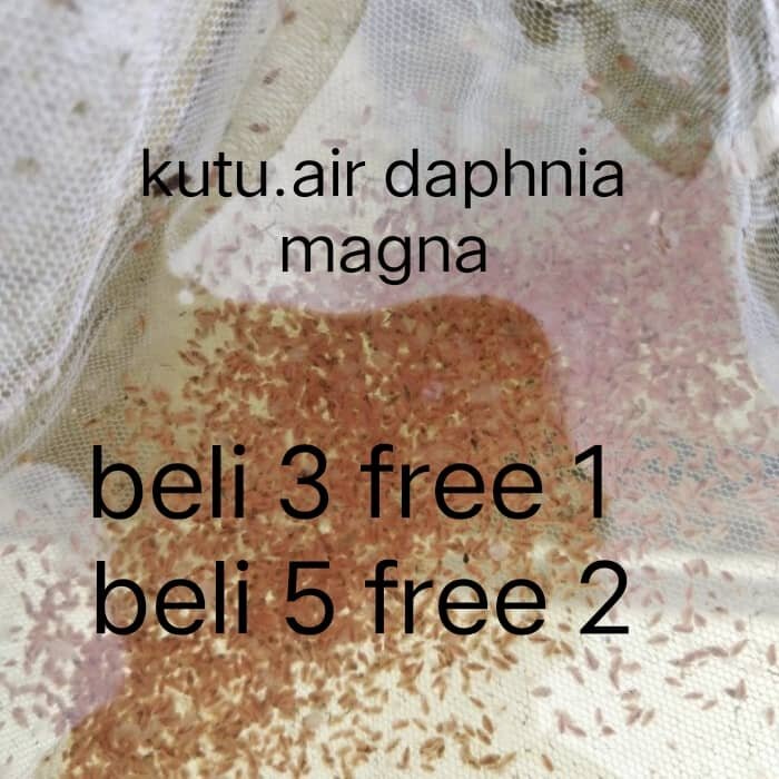 Kutu Daphnia Magna starter / Kutu Air sesuai untuk induk / senang ...