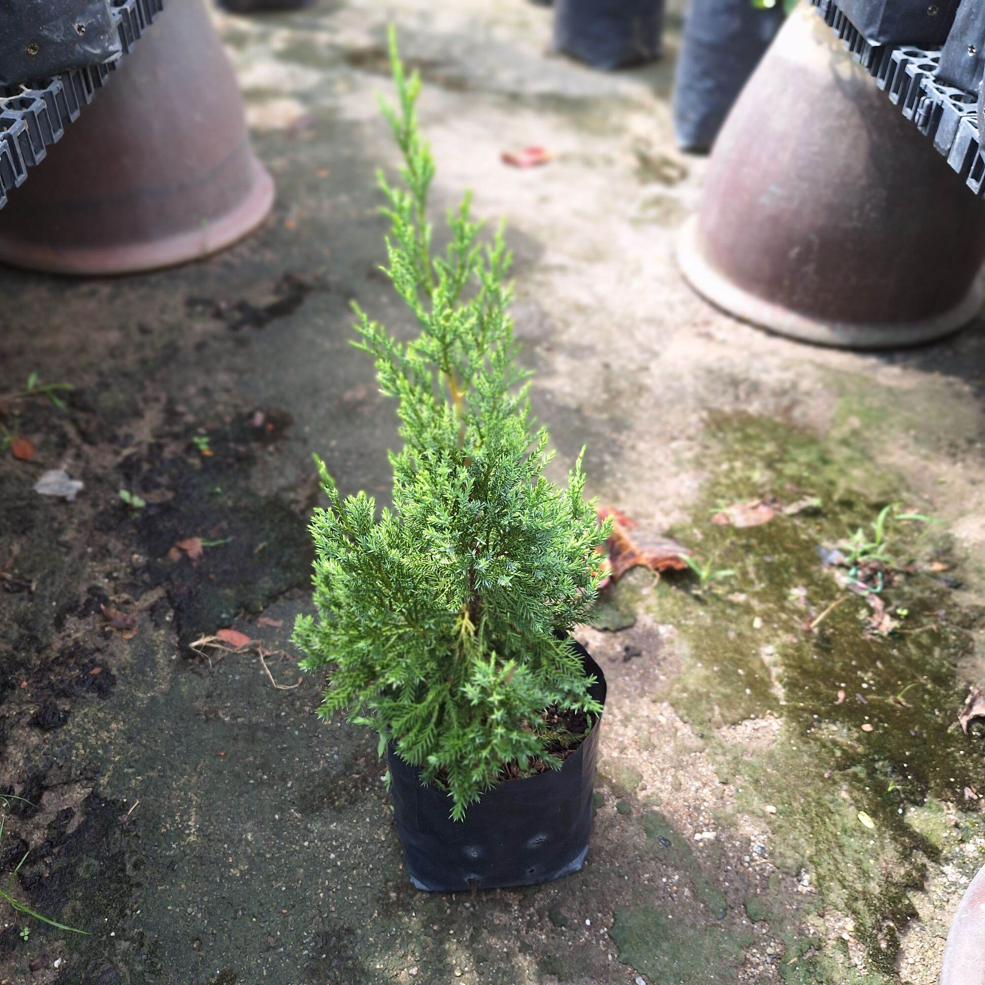 SNT/" Pokok Christmas Tree/ Golden pine/ thuja pine/ sleeping pine ...