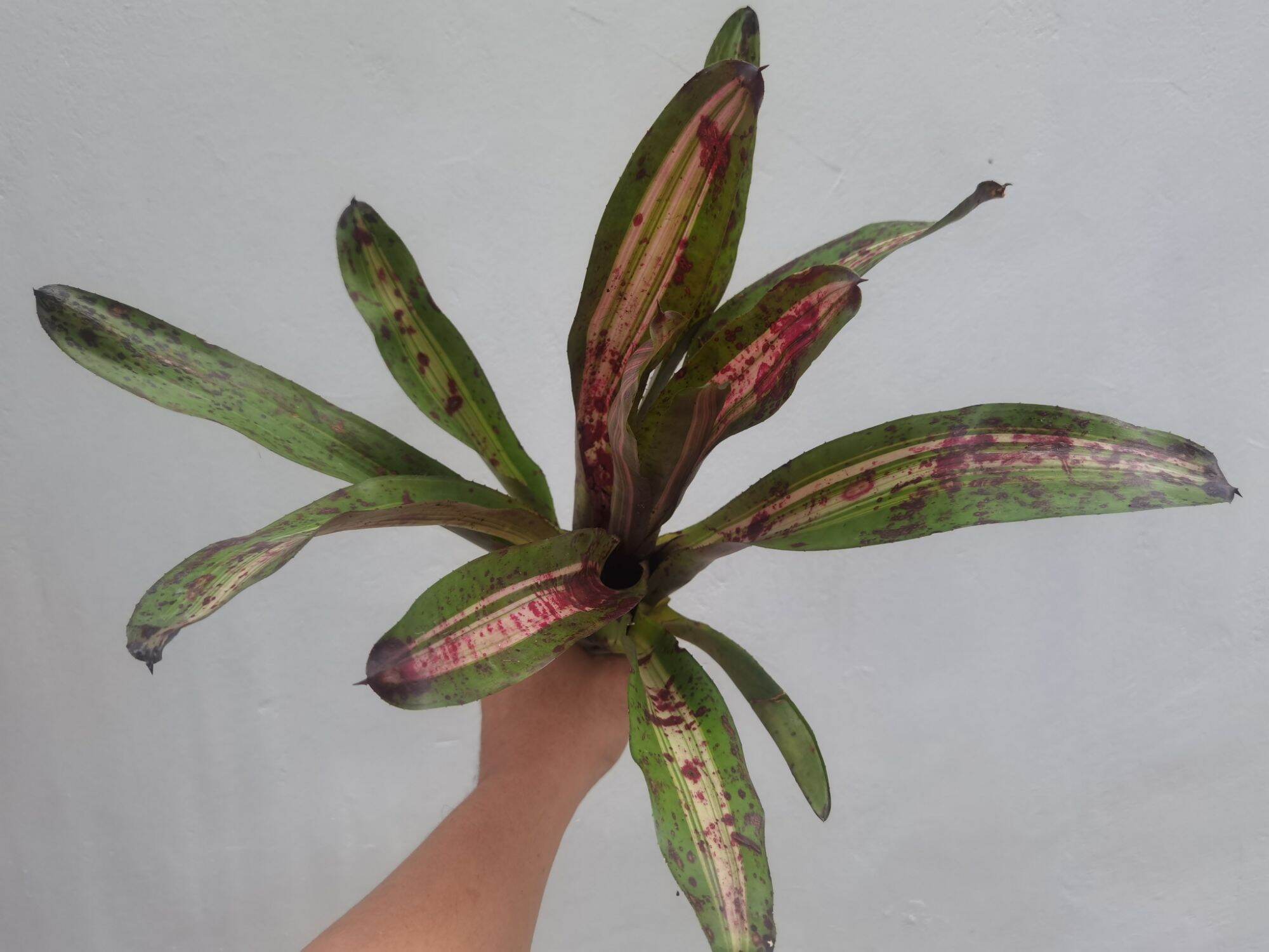 bromeliad neoregelia Chili Con Carne | Lazada