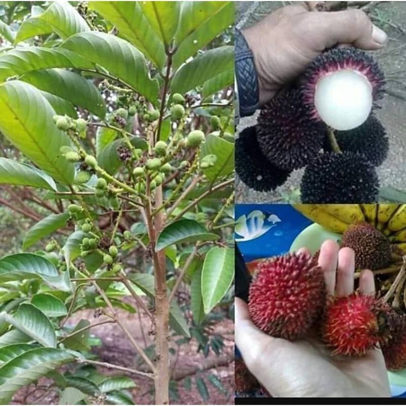 Pokok Pulasan Hybrid | Lazada