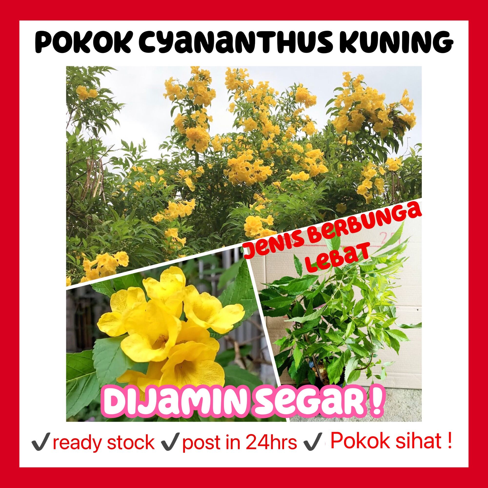 rina • pokok Cyananthus kuning • flavus yellow trailing bellflower live ...