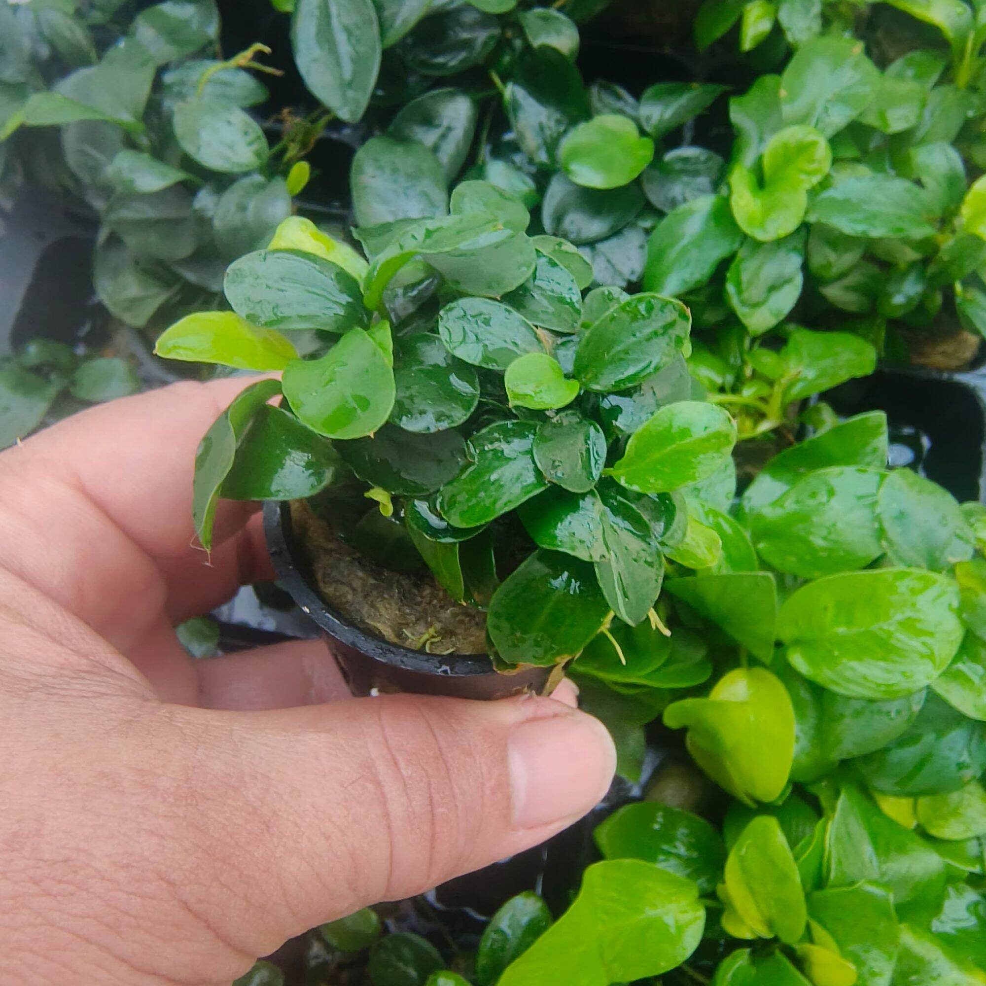 Anubias Nana /barteri var "angustifolia" mini/Nana "Golden"/ Sp Peacock ...