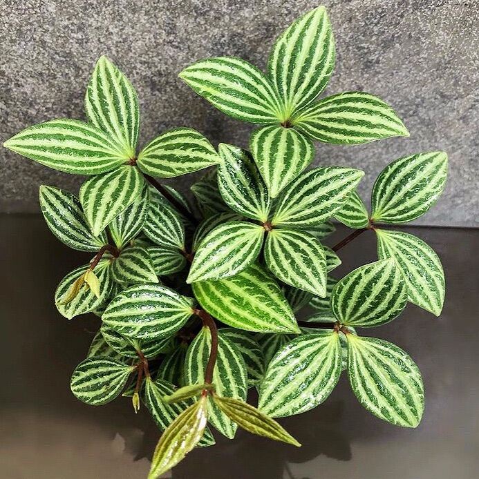 INDOOR PLANT- Peperomia Tetragona Peperomia Parallel Peperomia ...