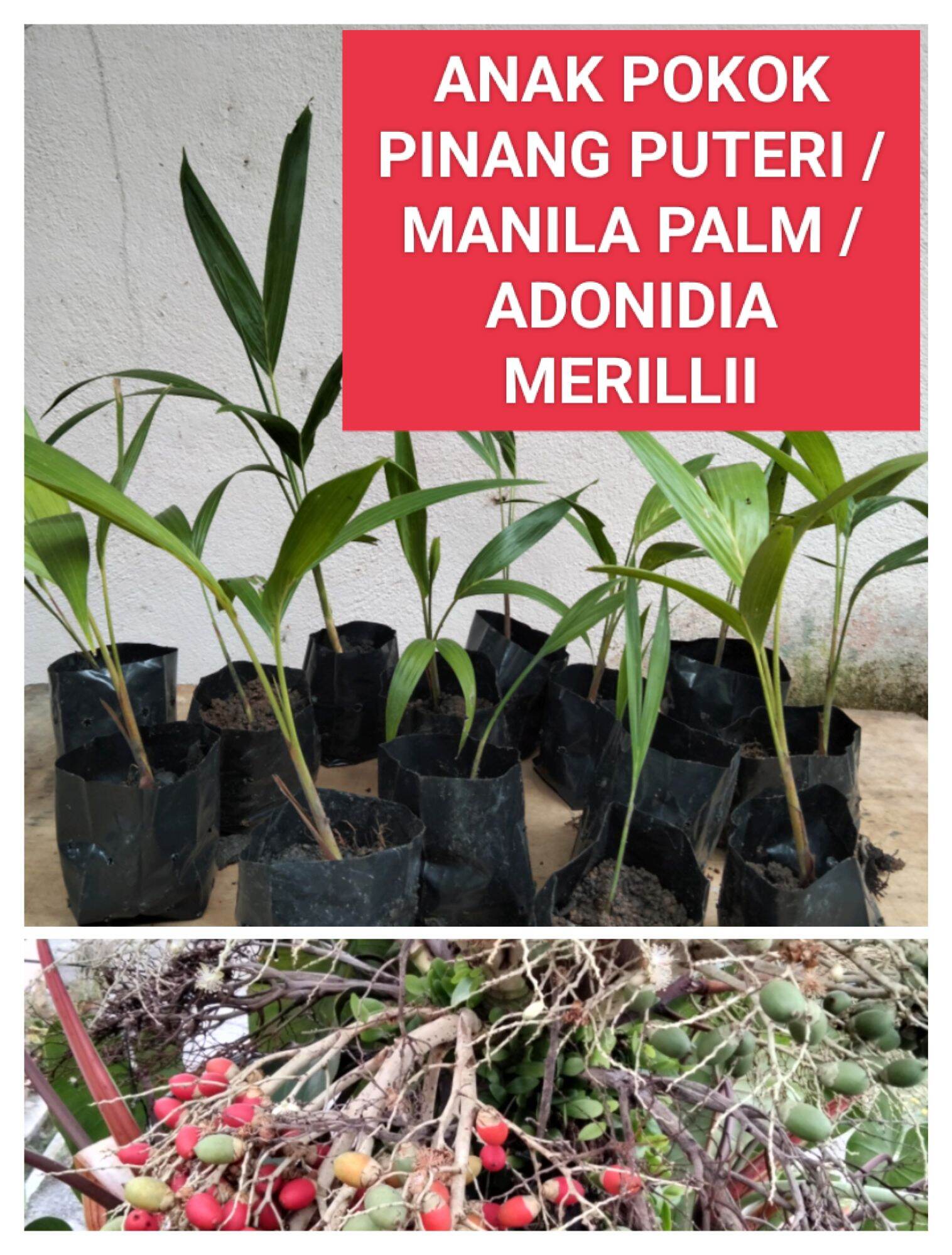 Anak pokok pinang puteri / manila palm / Adonidia Merillii. Sudah ...