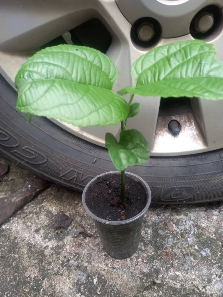 Anak Pokok Sacha inchi | Lazada