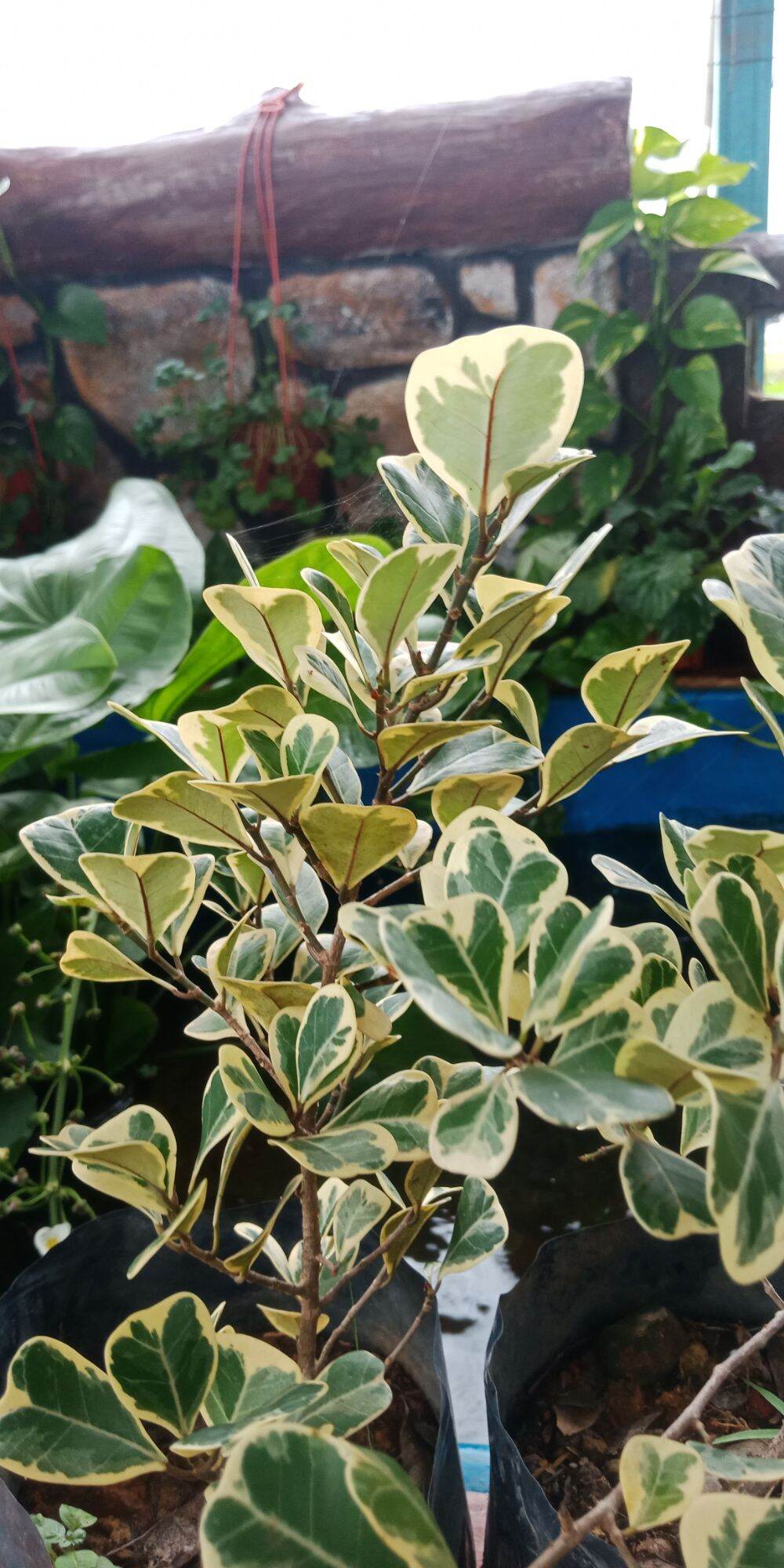 pokok mas cotek batik cantik | Lazada