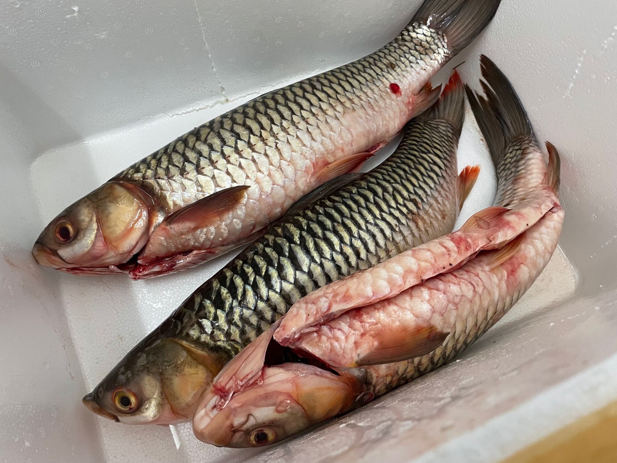 FRESH WILD SULTAN FISH PAHANG 1.2kg - 1.3kg - ( PURCHASE RM600 and ...