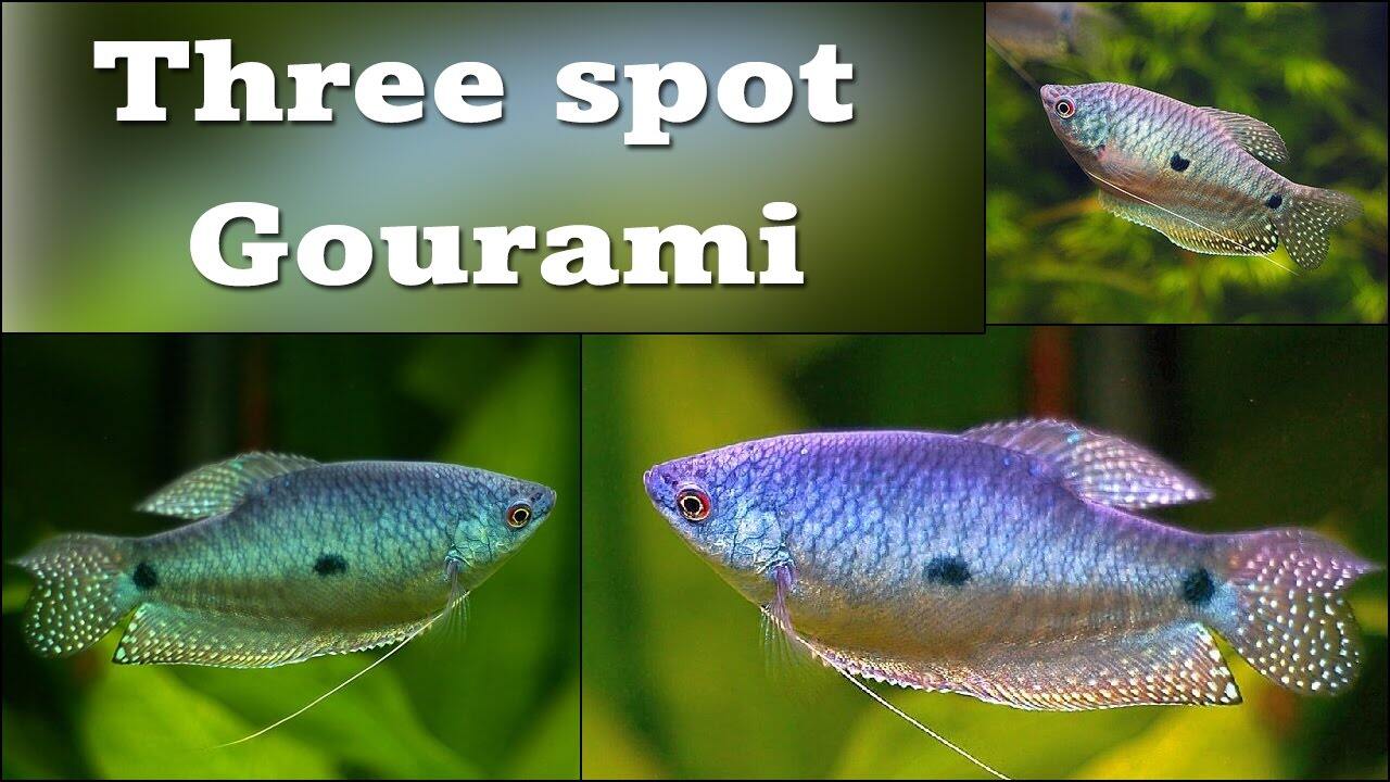 Three Spot Gourami