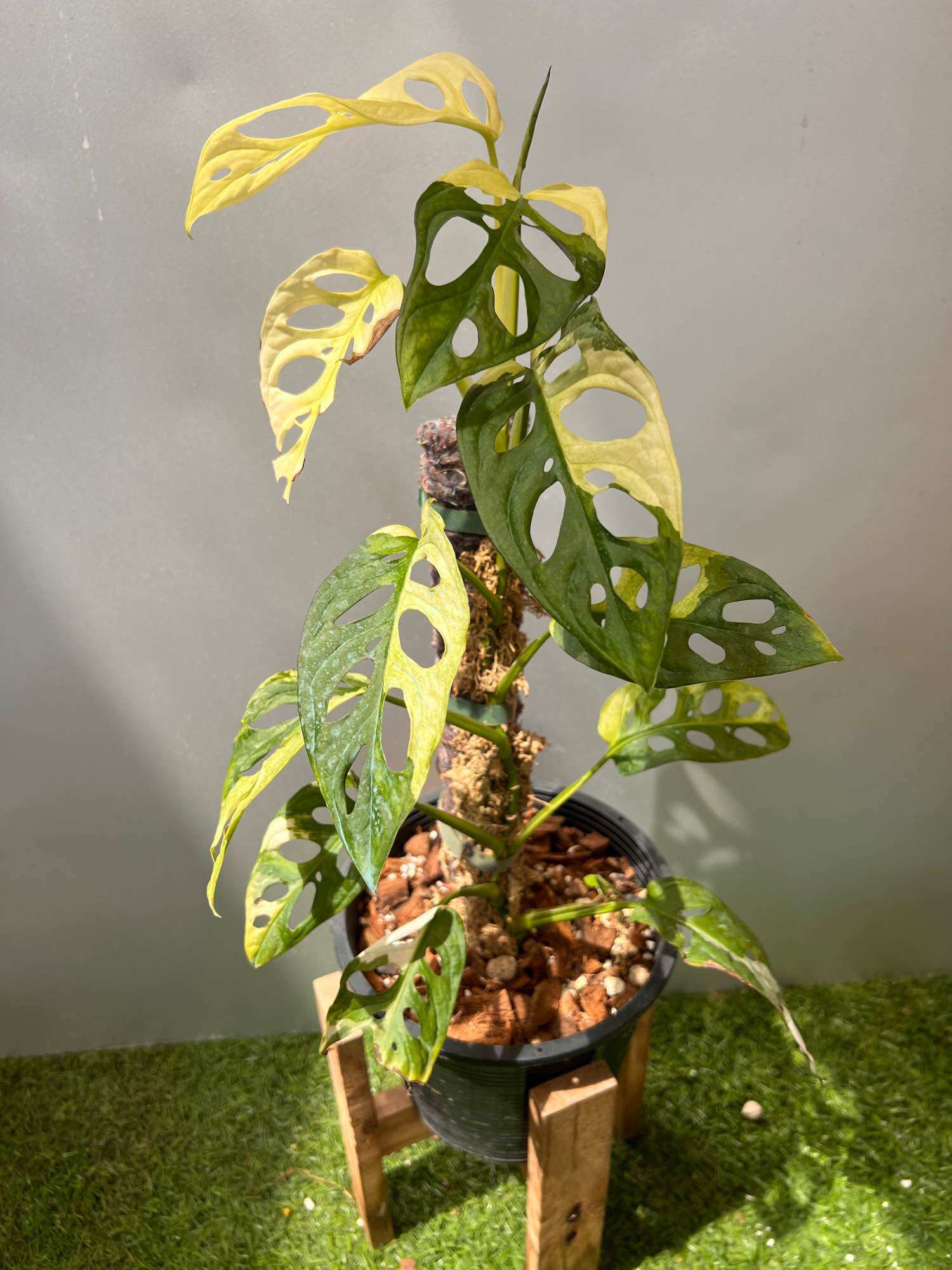 🔥OFFER PRICE Monstera Adansonii albo/Aurea variegata halfmoon white ...