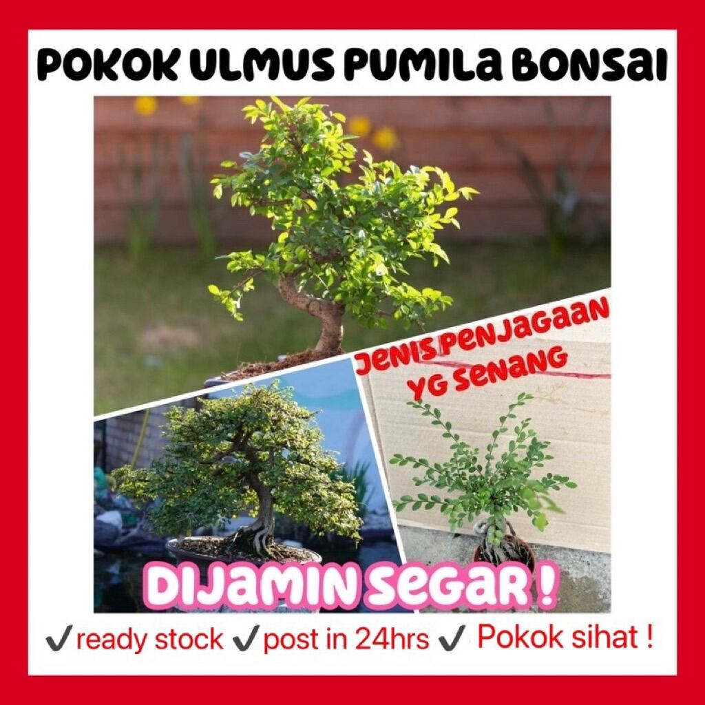 Rina • pokok ulmus pumila bonsai • Chinese elm gardening garden live ...