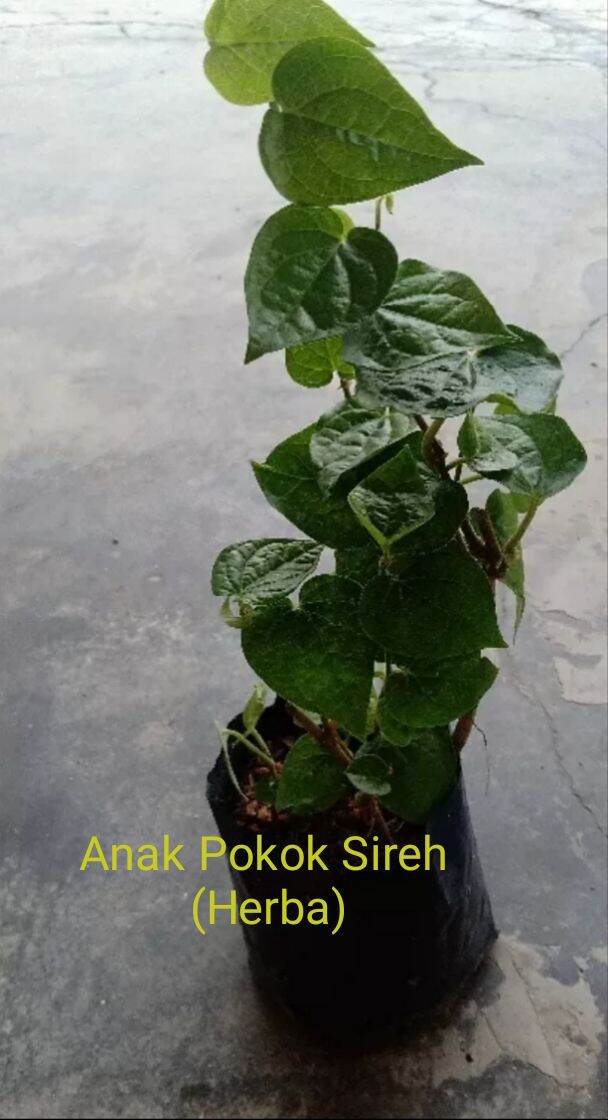Anak Pokok Sireh ( Herba) Sireh Daun Hijau /Sireh Merah | Lazada