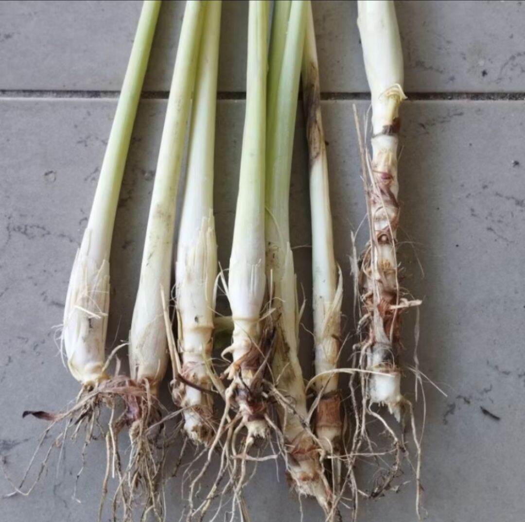 6 batang Serai Makan Dapur Berakar /Lemongrass /Pokok Serai Wangi | Lazada