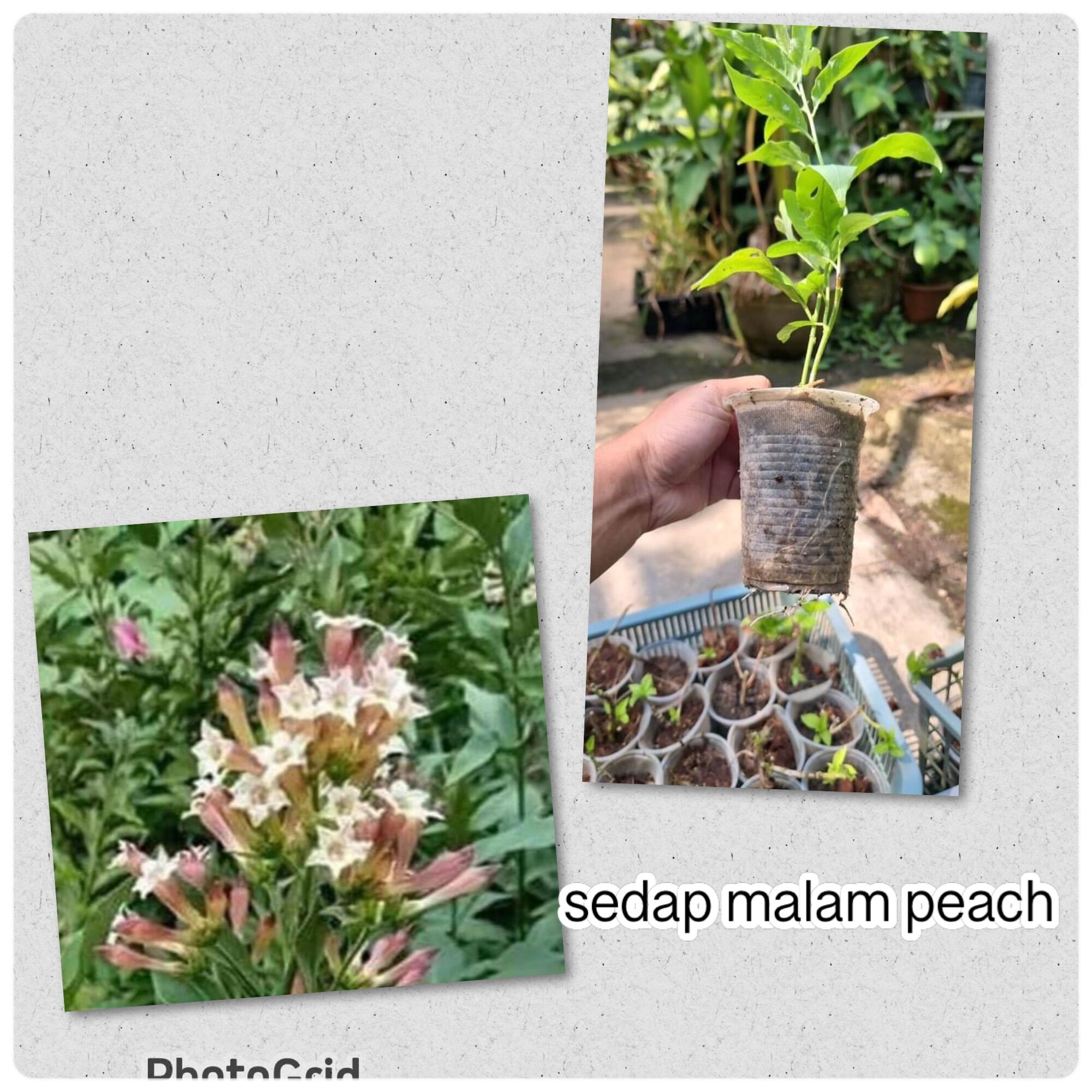 Pokok Bunga Wangi Sedap Malam Putih Dan Kuning Night Blooming Jasmine