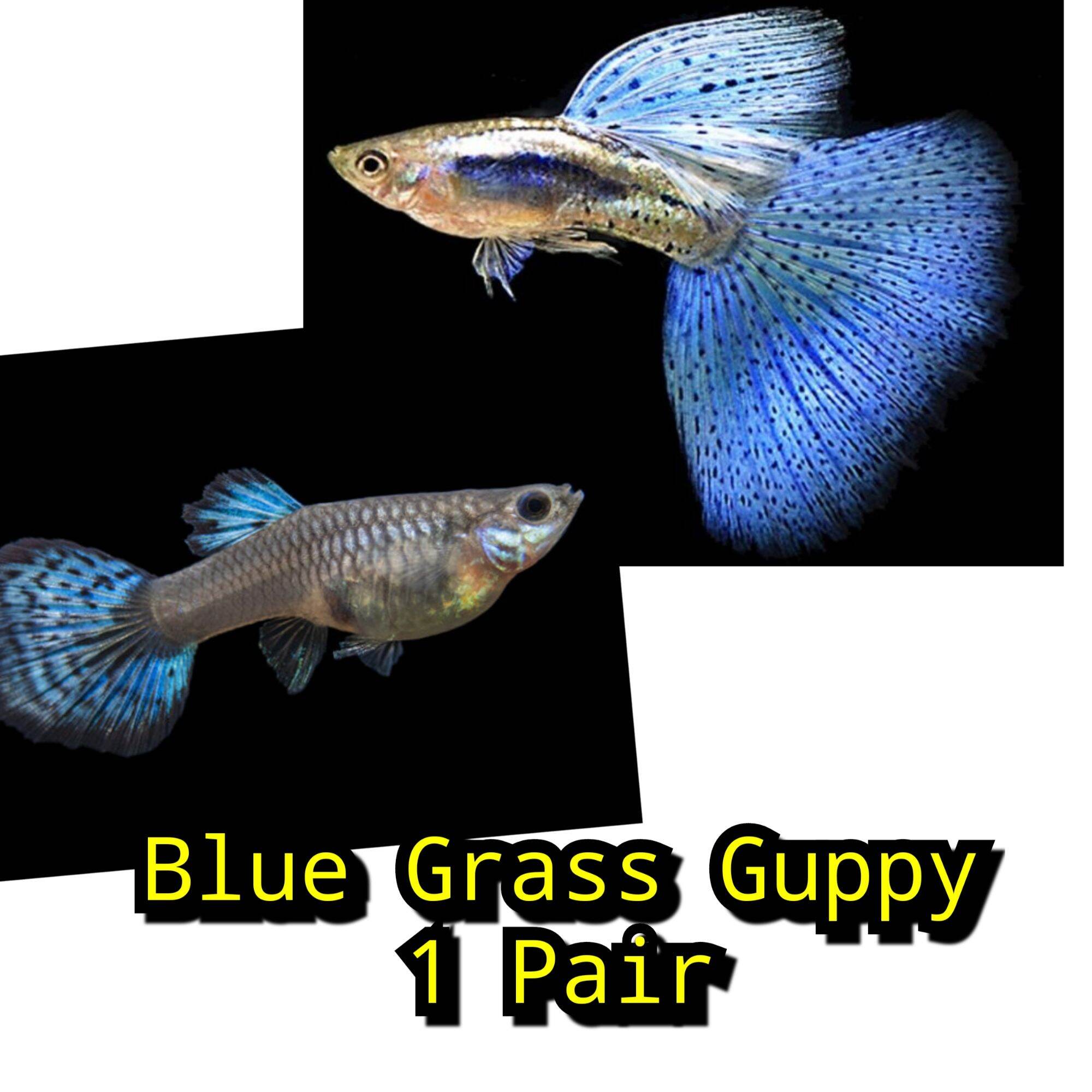 Ikan Blue Grass Guppy Trio (1 Jantan 2 Betina) | Lazada