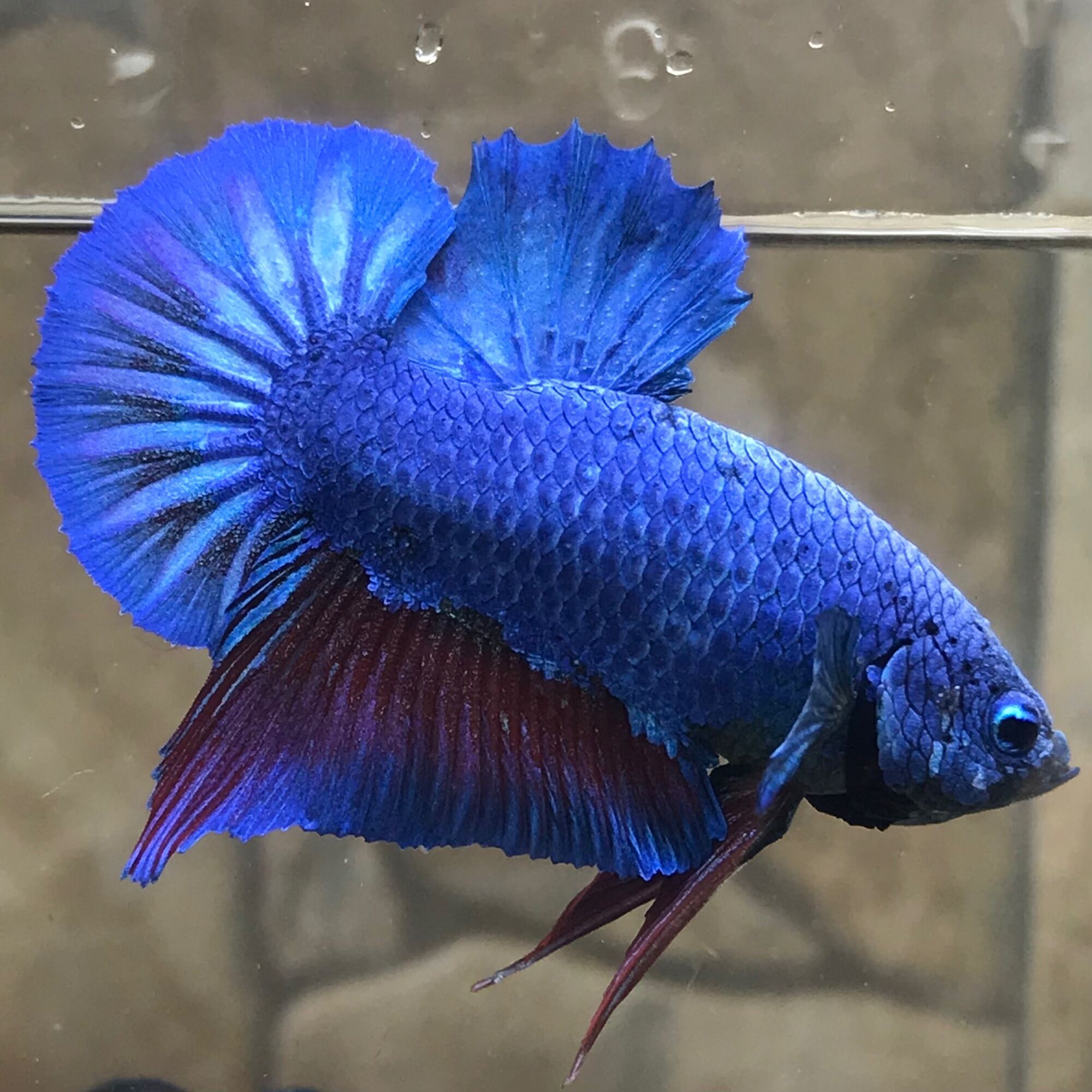Betta Halfmoon Plakat