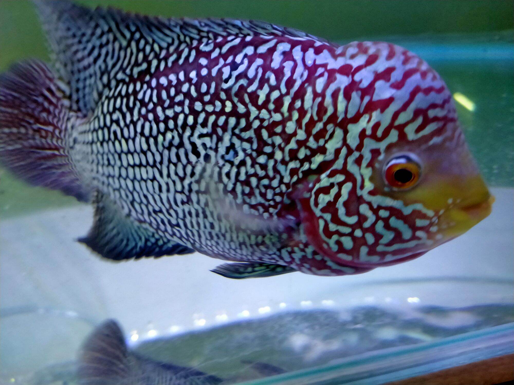 Malaysian Flower Horn Fish | Best Flower Site