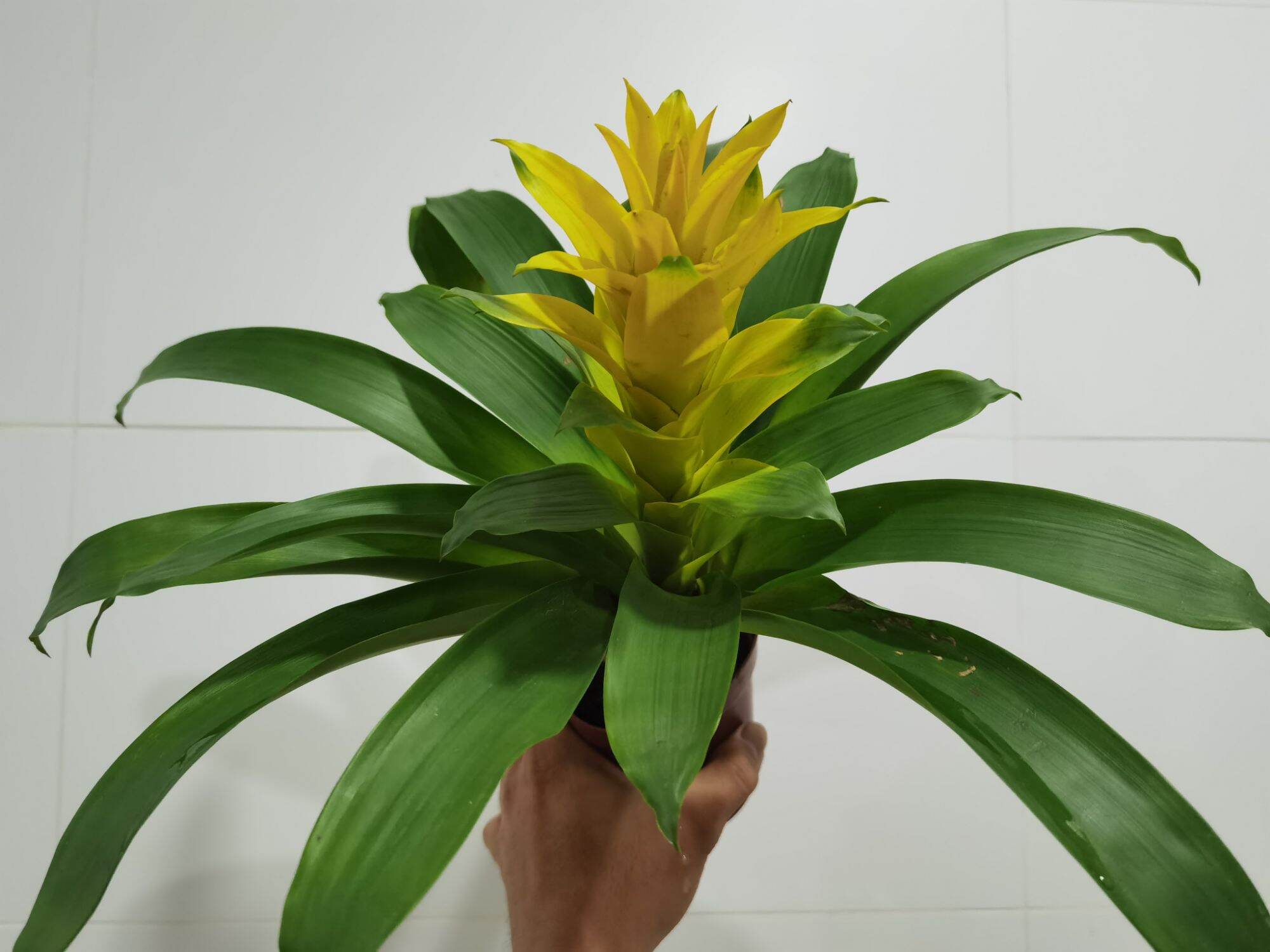 bromeliad guzmania Diana Yellow | Lazada