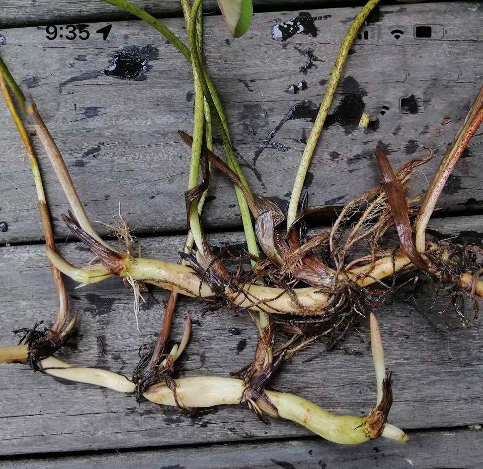 Lotus Medium to tall size tuber runner Aquatic Flowering live plant ...