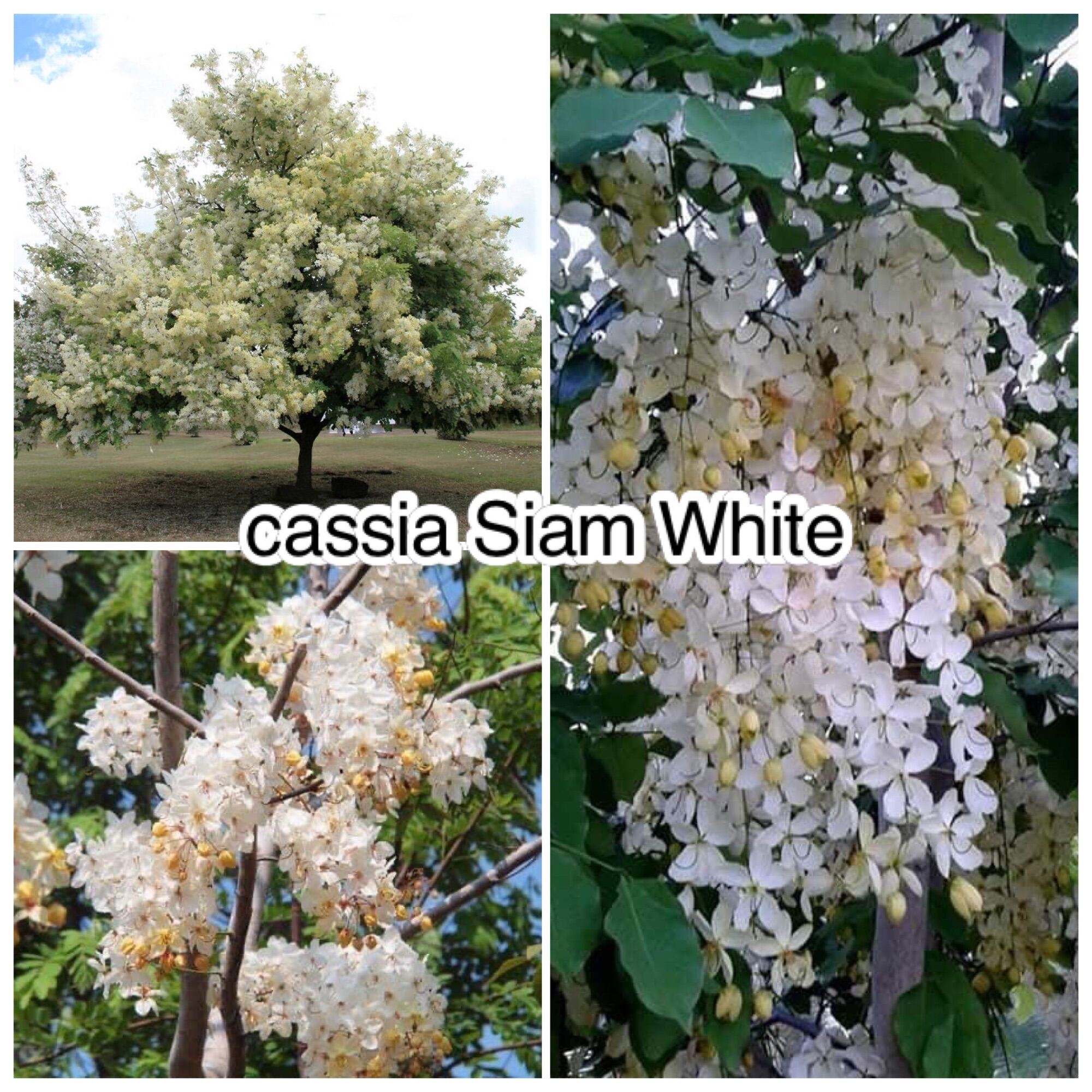 Pokok landskap cassia siam white | Lazada