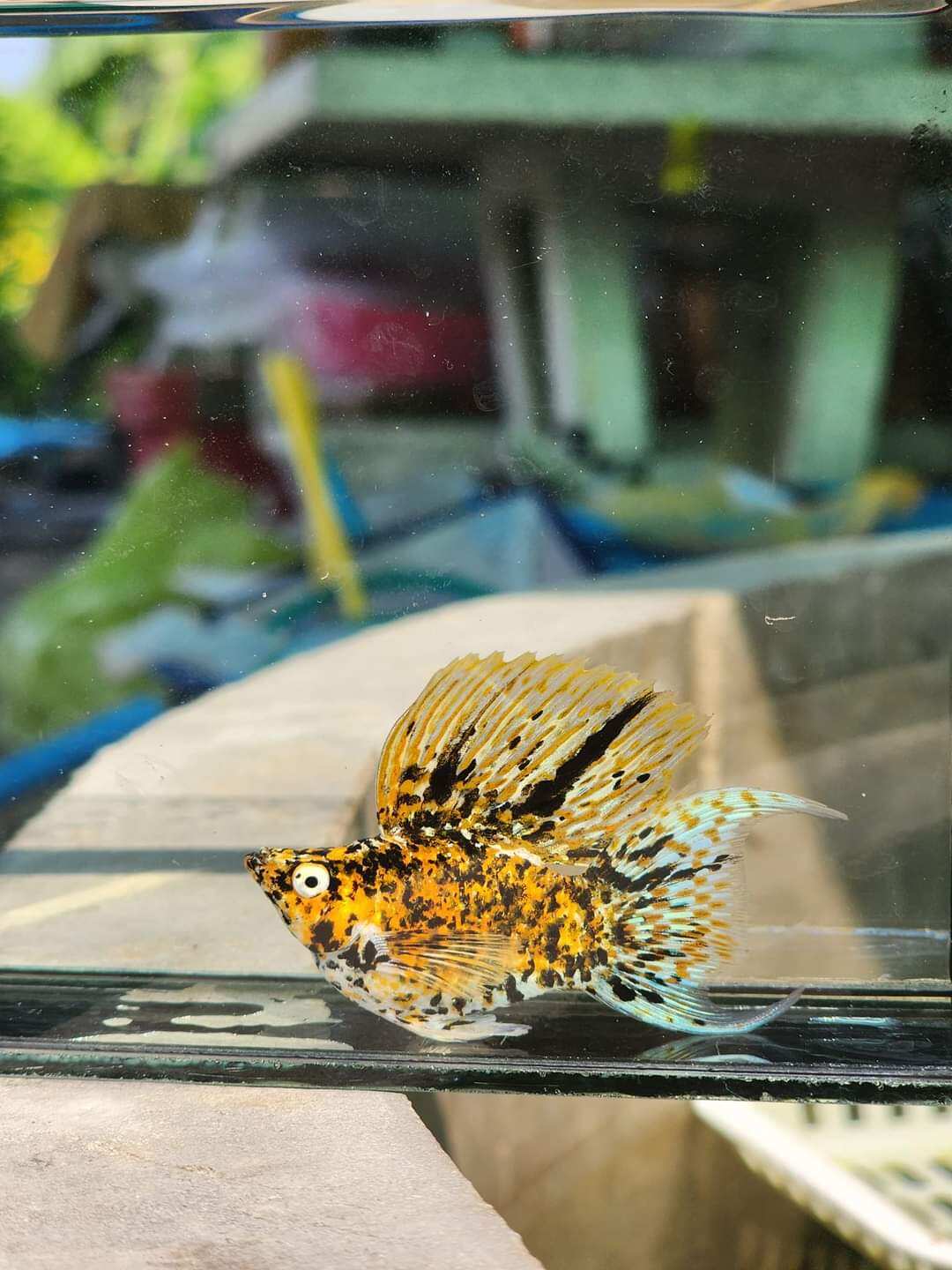 Balloon Molly Fish Breeding