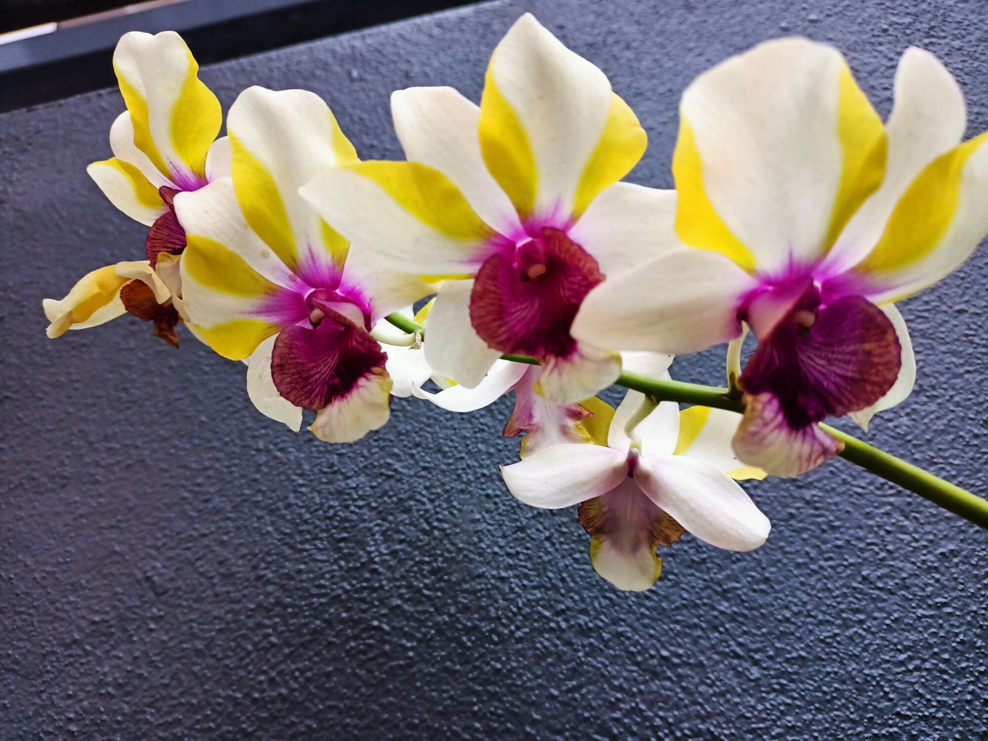 dendrobiem orkid baby plant | Lazada