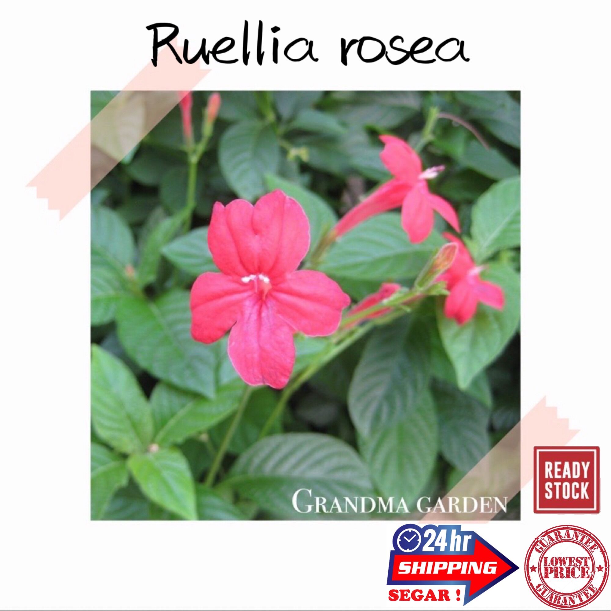 (GG real plant) ruellia rosea ^ wild petunia pokok hidup hiasan rumah ...