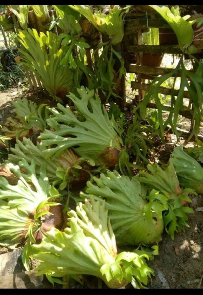 pokok tanduk rusa yang murah dan cantik | Lazada