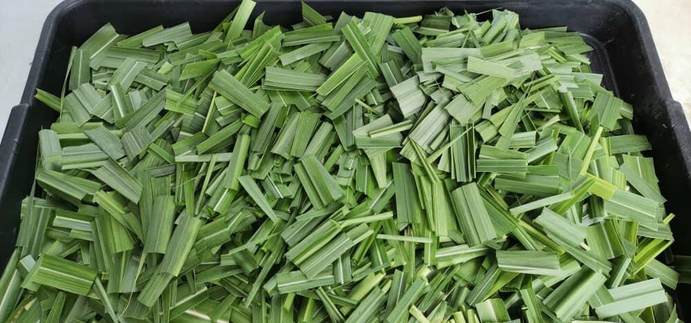 Daun napier fresh sesuai untuk Guinea pig, arnab, ayam, itik (1kg) | Lazada