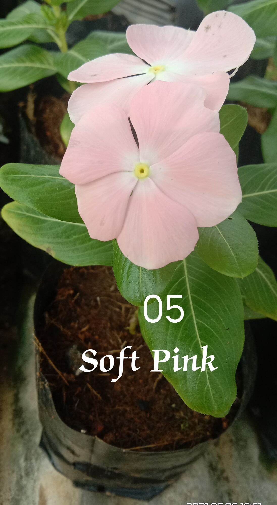 Anak Pokok Bunga Vinca (Jenis Tegak) Pelbagai Warna | Lazada