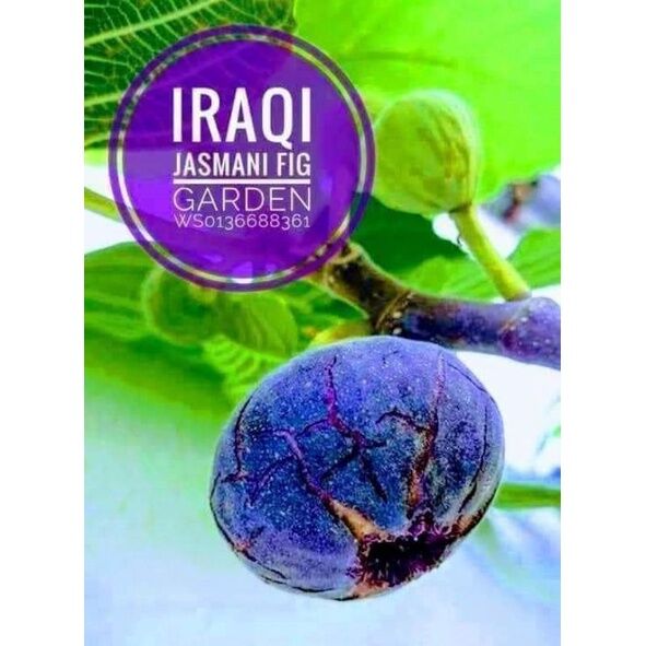 Keratan Tin/Fig IRAQI 3batang | Lazada