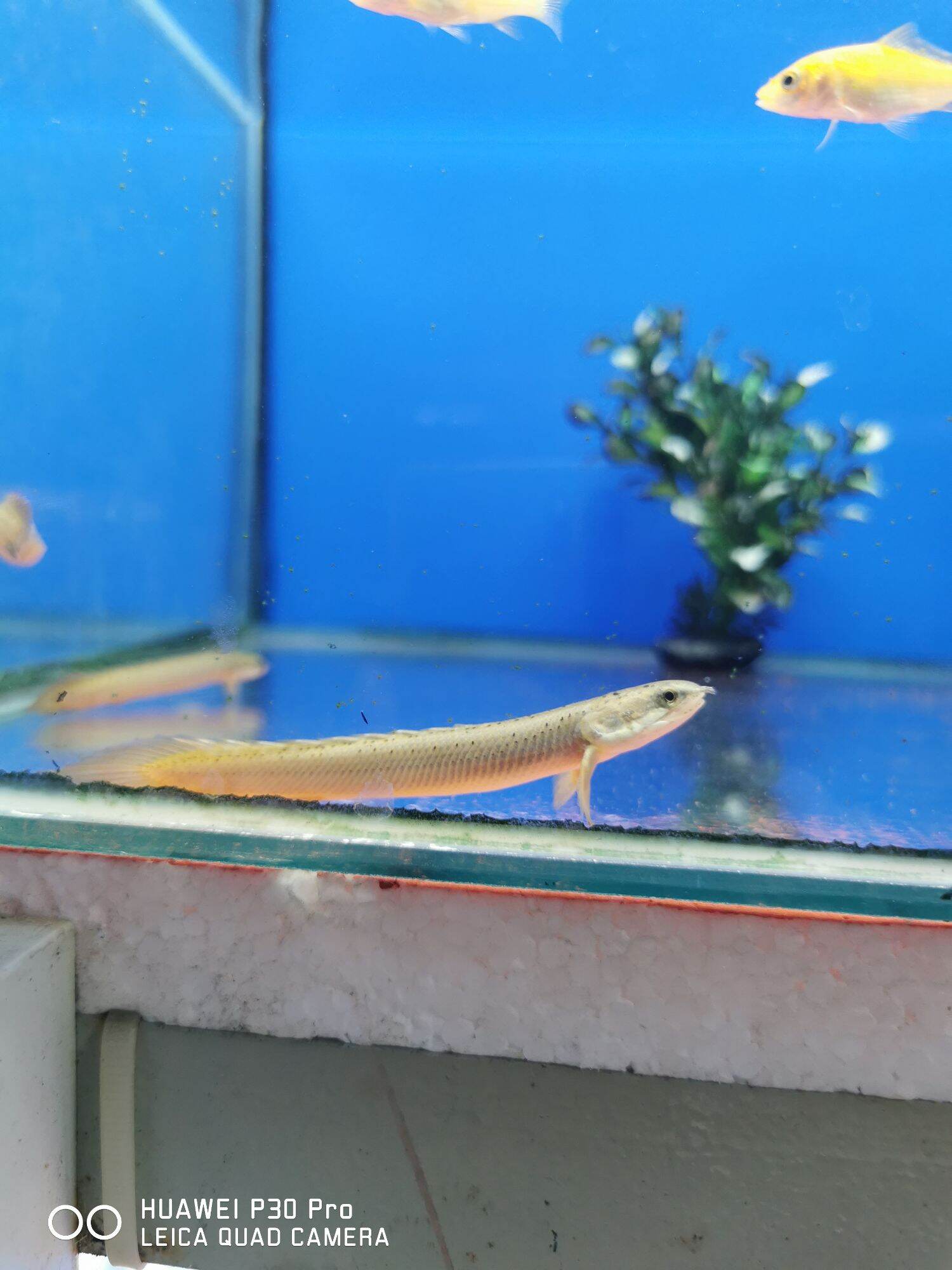 IKAN NAGA/ORNATE BICHIR 4IN＂_ 9IN"＃sampai dalam 24jam selepas shipping ...