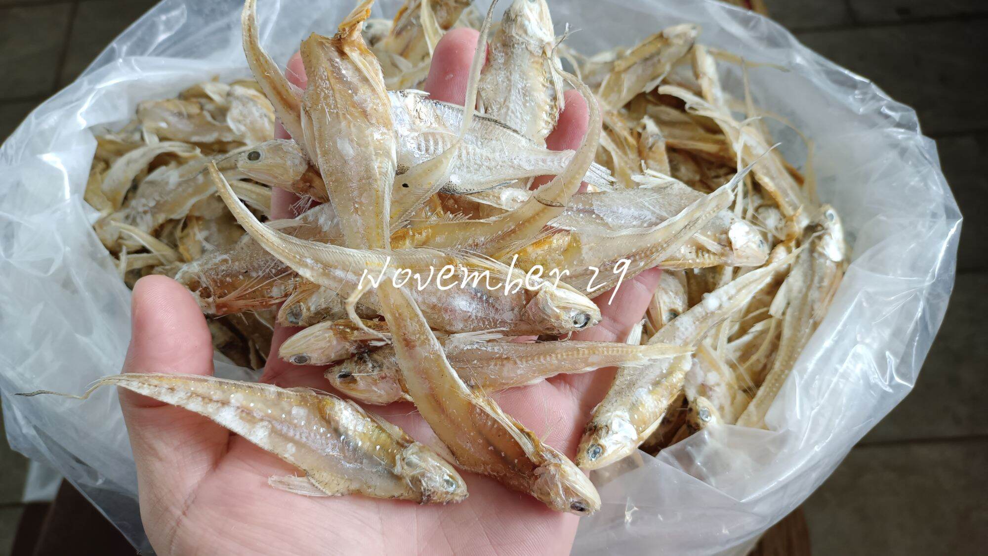 Ikan Masin Bulu Ayam/Salted Fish/Ikan Masin/Ikan/美人鱼/凤尾鱼 | Lazada