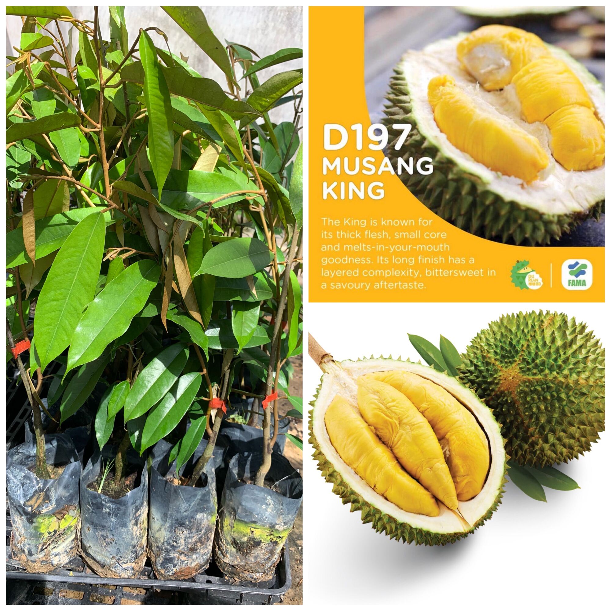 Anak pokok durian D197/ durian musang king | Lazada