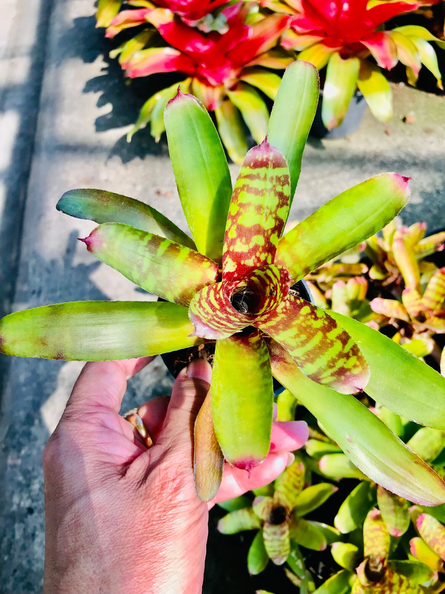 Neoregelia Wild Tiger （ 積水风梨/bromeliad ) | Lazada