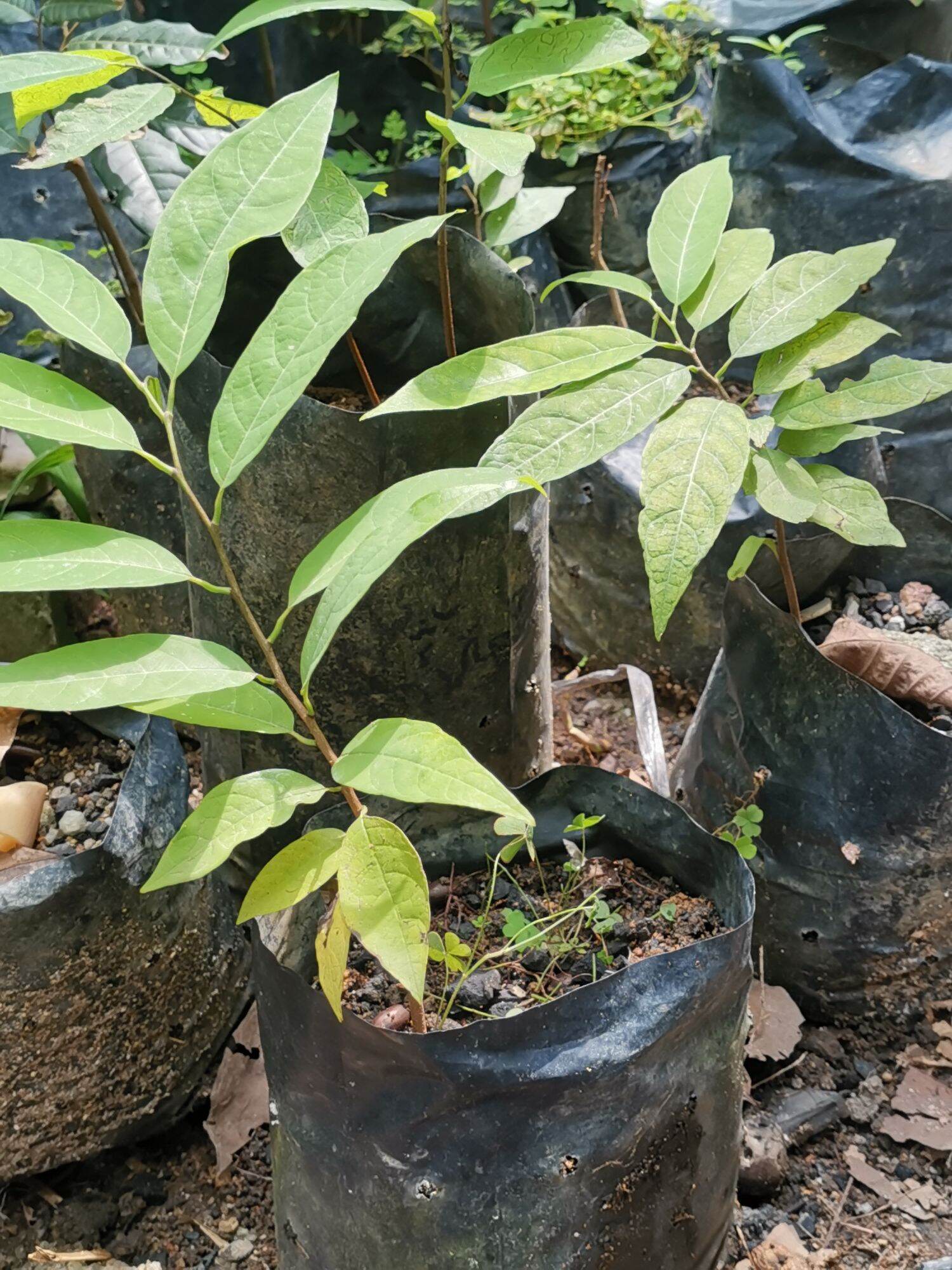 Pokok Buah Nona /castard Apple Plant more than 15cm | Lazada