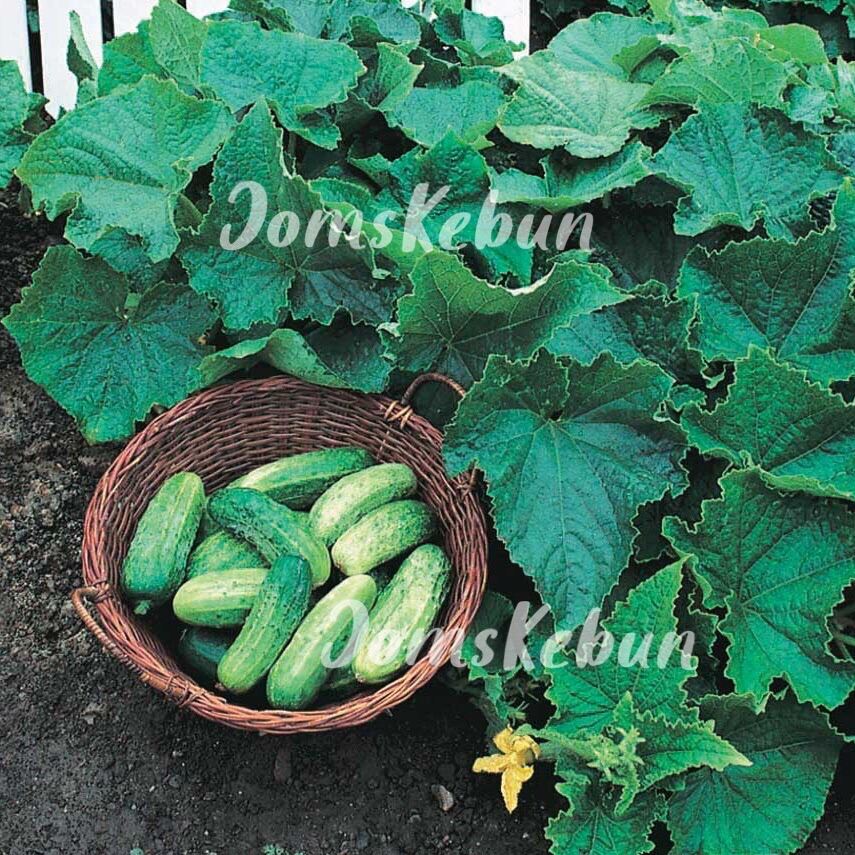 Benih Timun Baby Thai F1 Hybrid 10pcs/Mini Cucumber/泰国小黄瓜籽 | Lazada