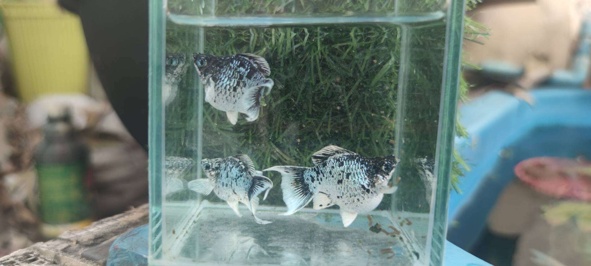 MOLLY FISH BLUE EYES ZEBRA PLATINUM BALLOON ( SUPER RARE ) | Lazada