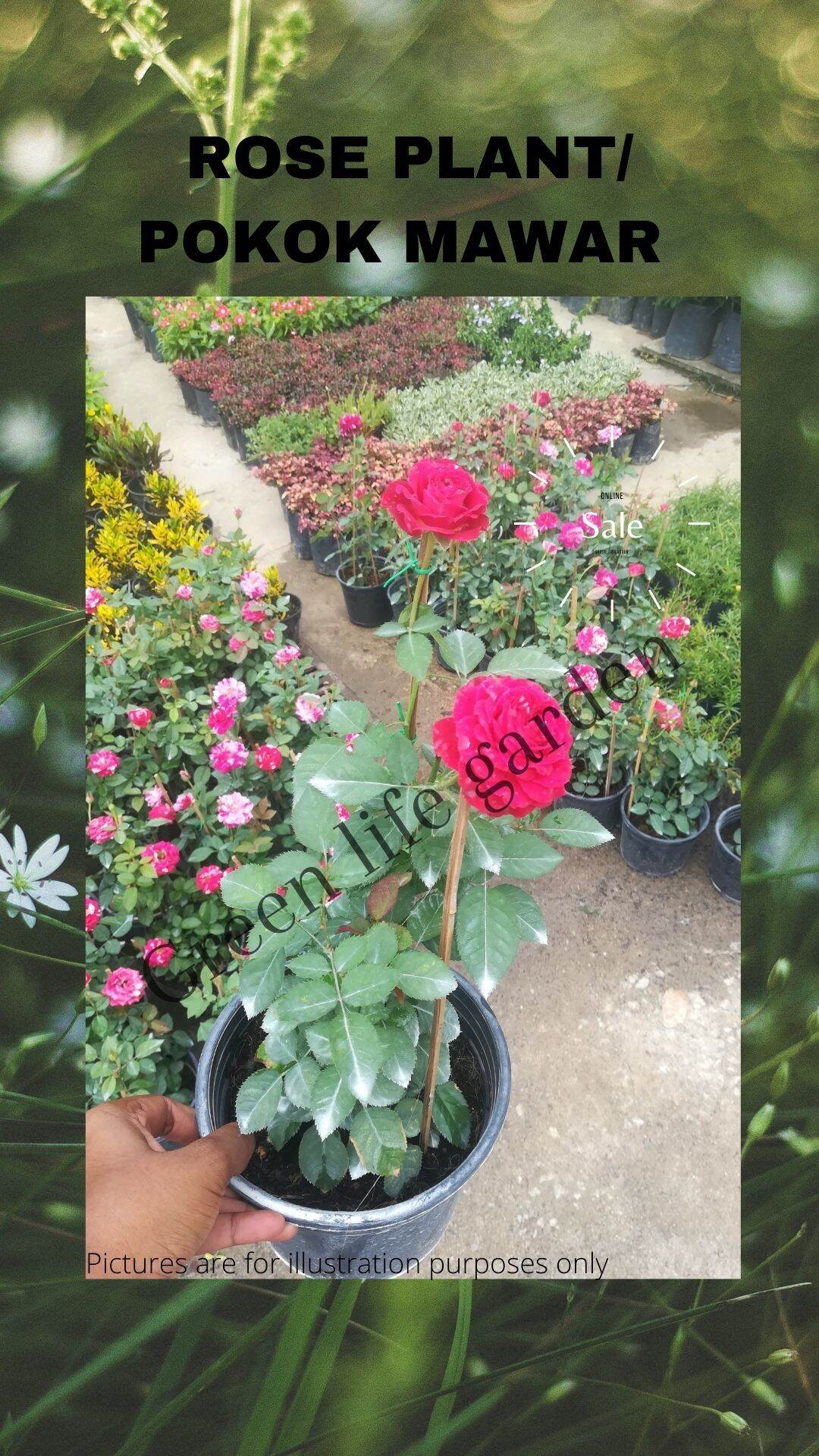 Tropical Mount | Big Rose flower / Ros bunga besar /Live Rose Plant ...