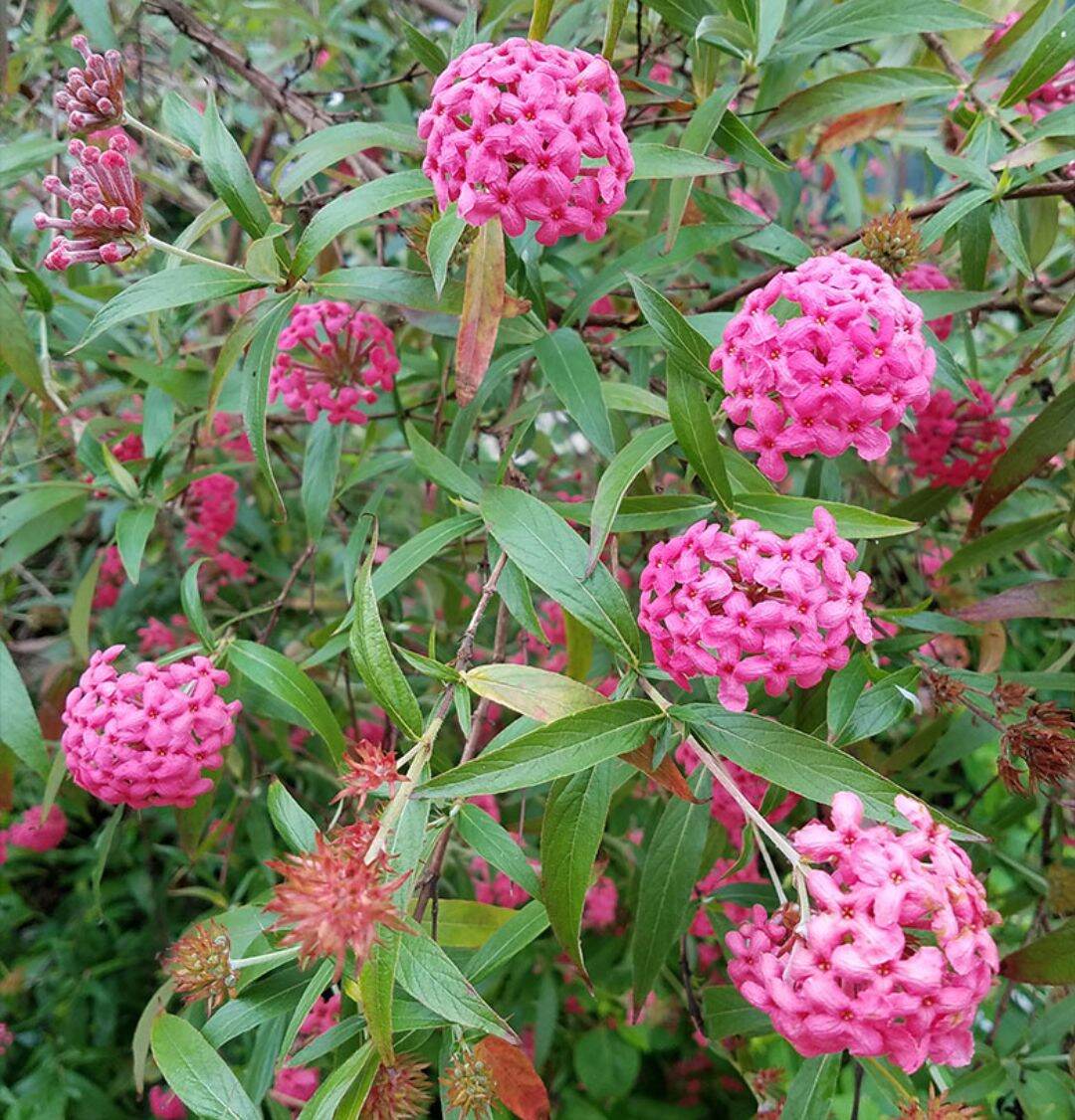 Panama Rose, Rondeletia strigosa, Pokok Bunga | Lazada