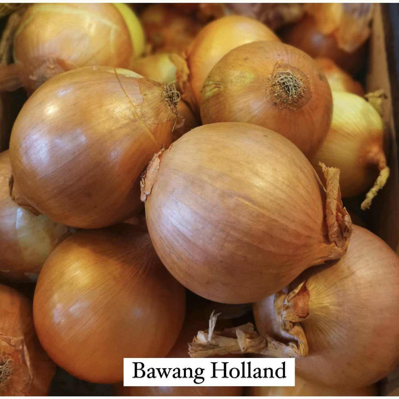 Bawang Merah Kecil (Shallot) / Bawang Merah Besar / Bawang Holland ...