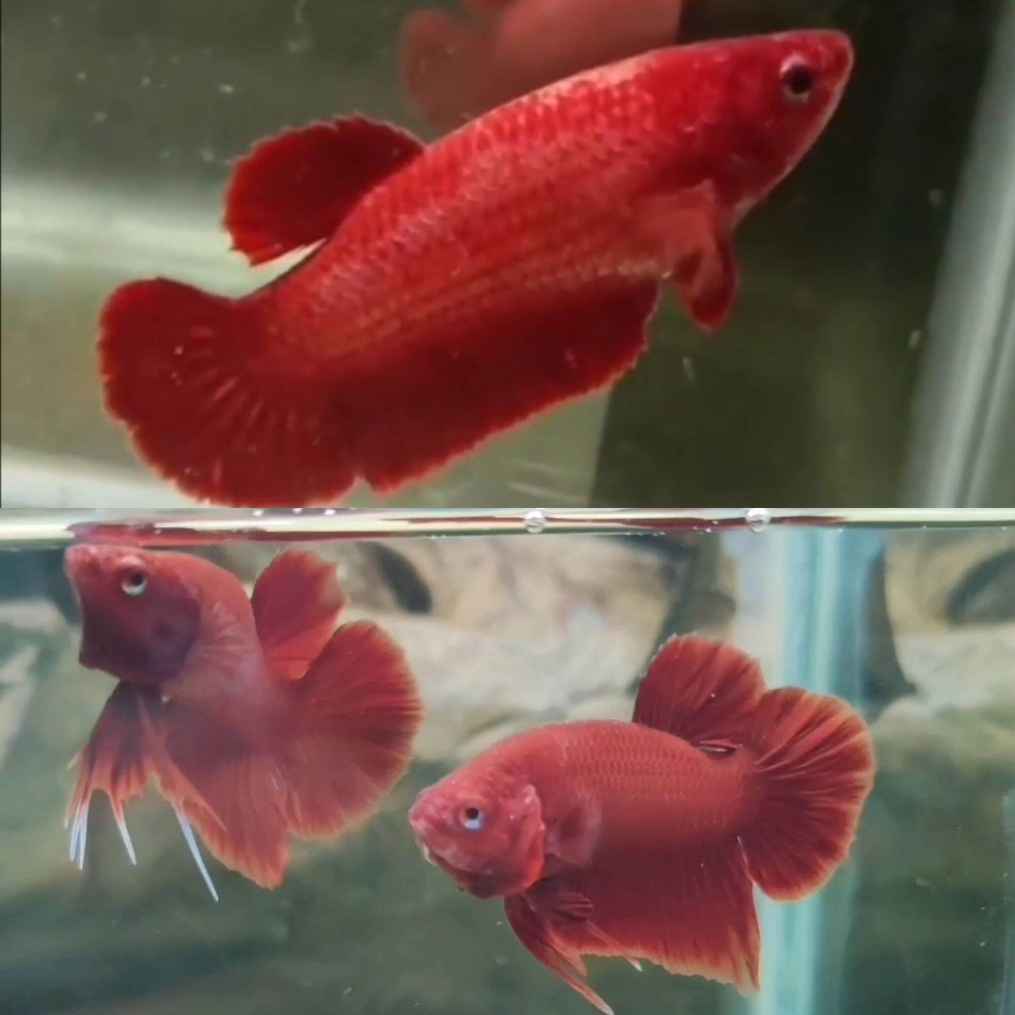 HMPK SUPER RED BETTA /MALE /FISH /3MONTH | Lazada