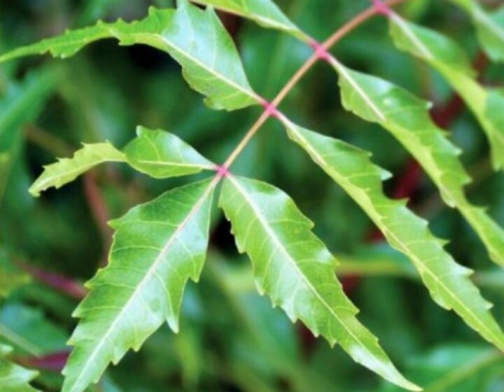 neem leaves, daun neem , herba | Lazada