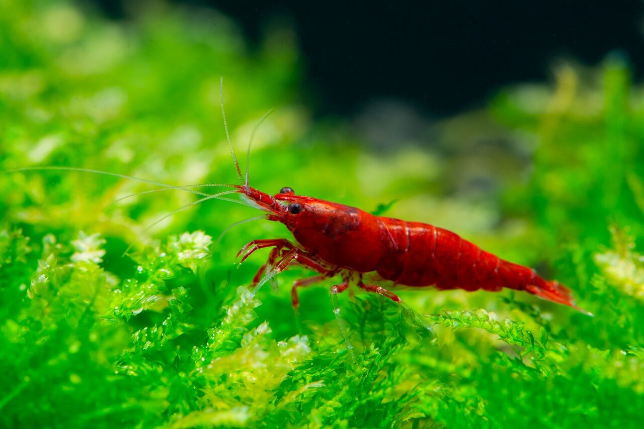 neocaridina bloody mary shrimp | Lazada