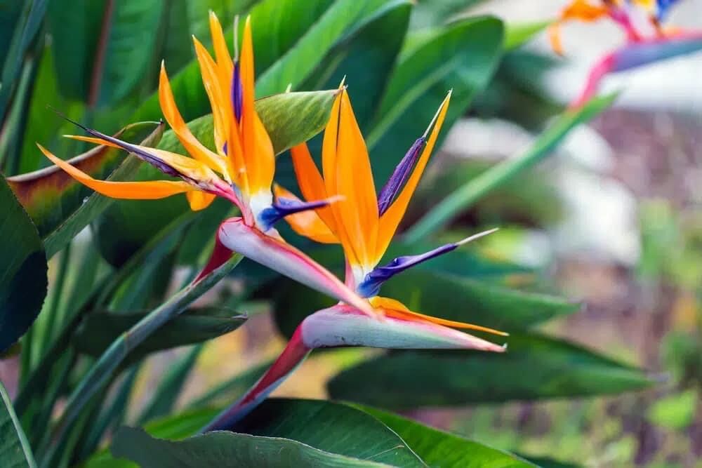 Pokok bunga bird of paradise | Lazada