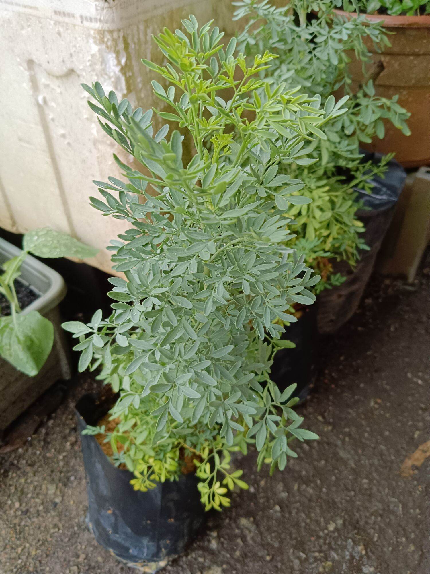 Pokok Garuda | Lazada