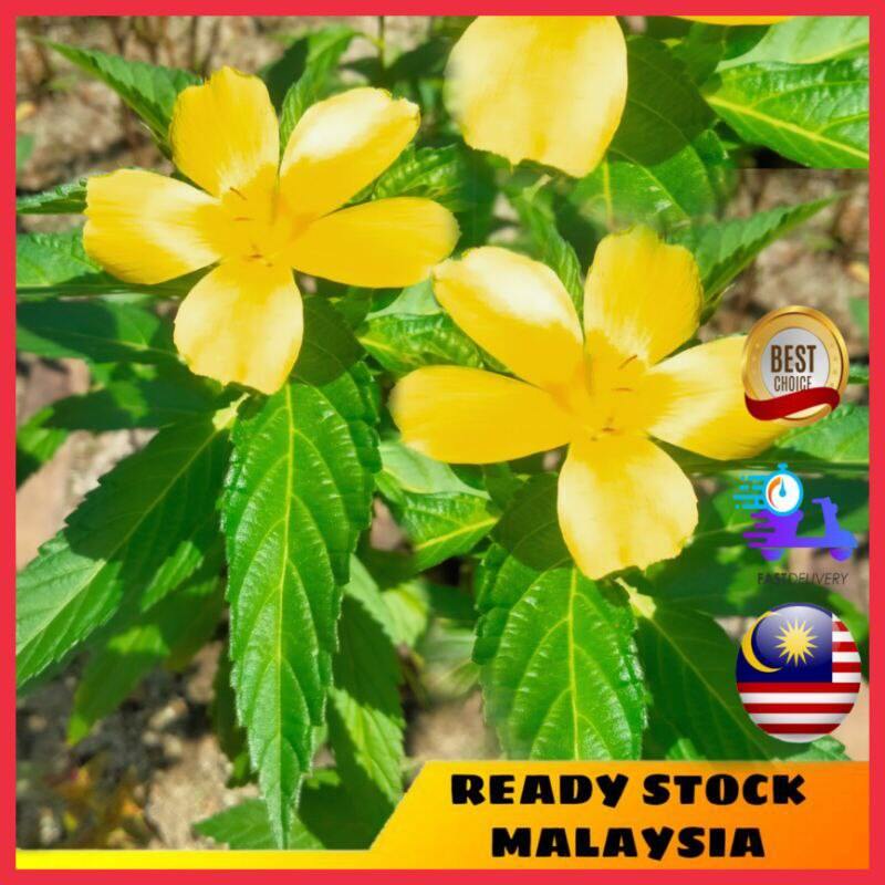 Anak Pokok Bunga Kuning Liar Lidah Kucing | Lazada