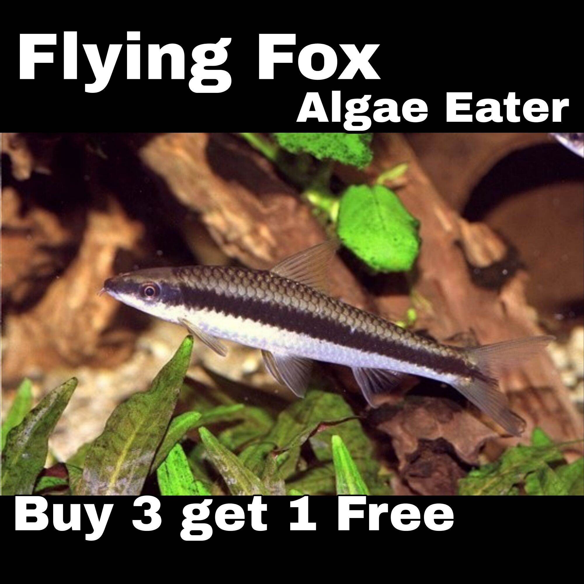 Flying Fox Algae Eater / Catfish Corydoras Buy 3 Free 1 | Lazada