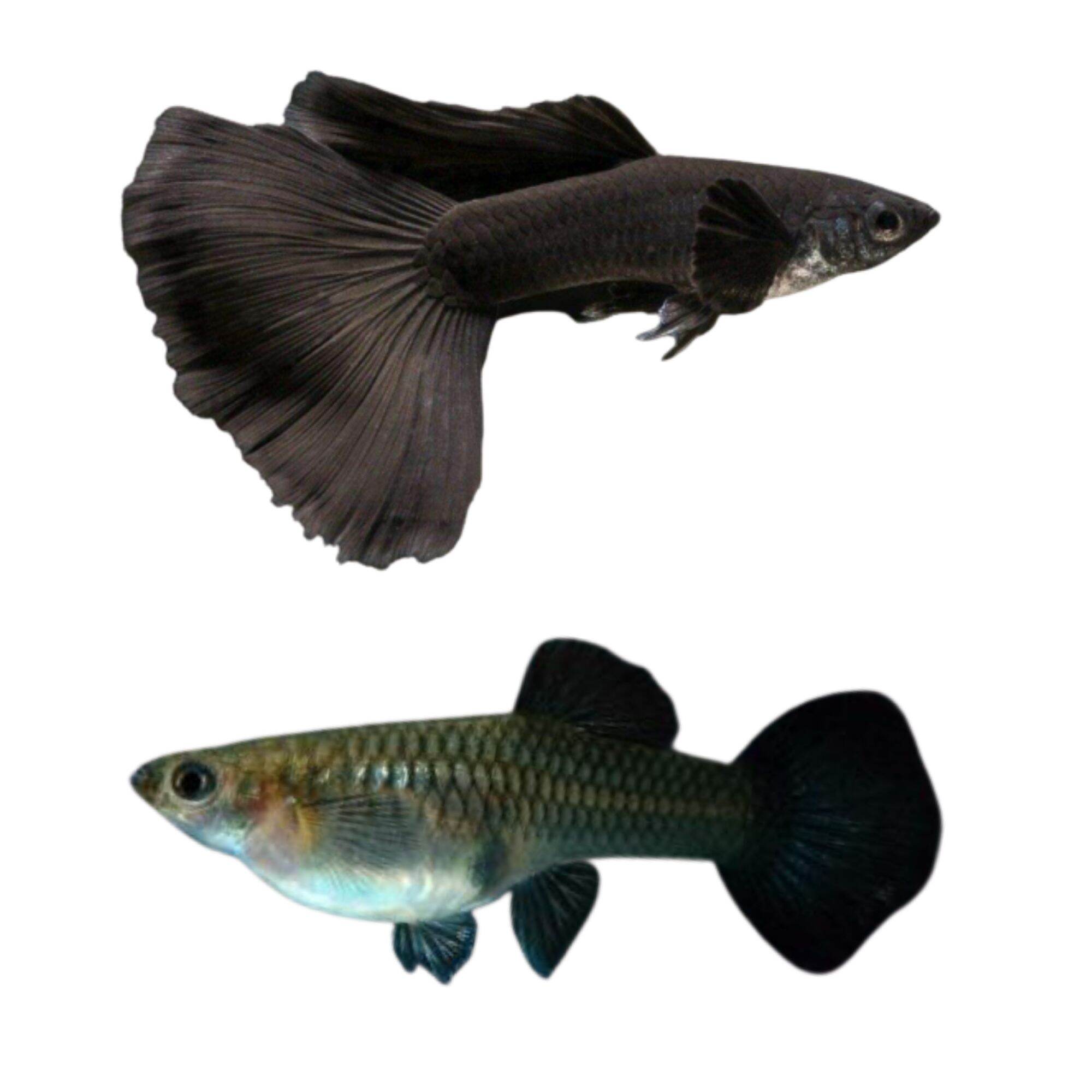(High Grade) Guppy Premium Black Moscow *Male & Female. | Lazada